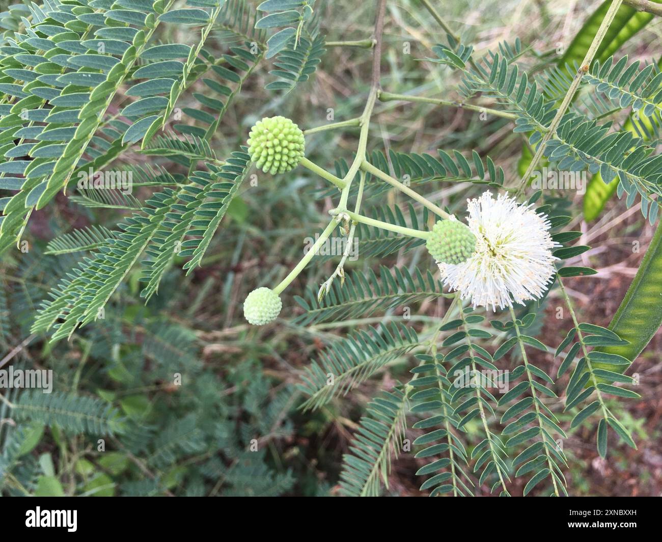 White leadtree (Leucaena leucocephala) Plantae Stock Photo - Alamy
