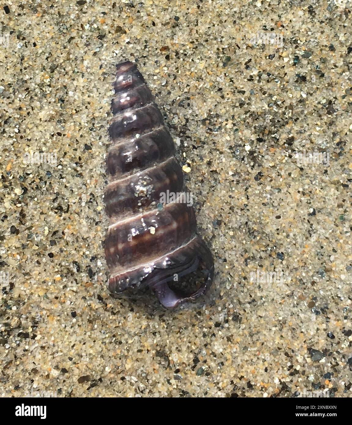 California Horn Snail (Cerithideopsis californica) Mollusca Stock Photo ...