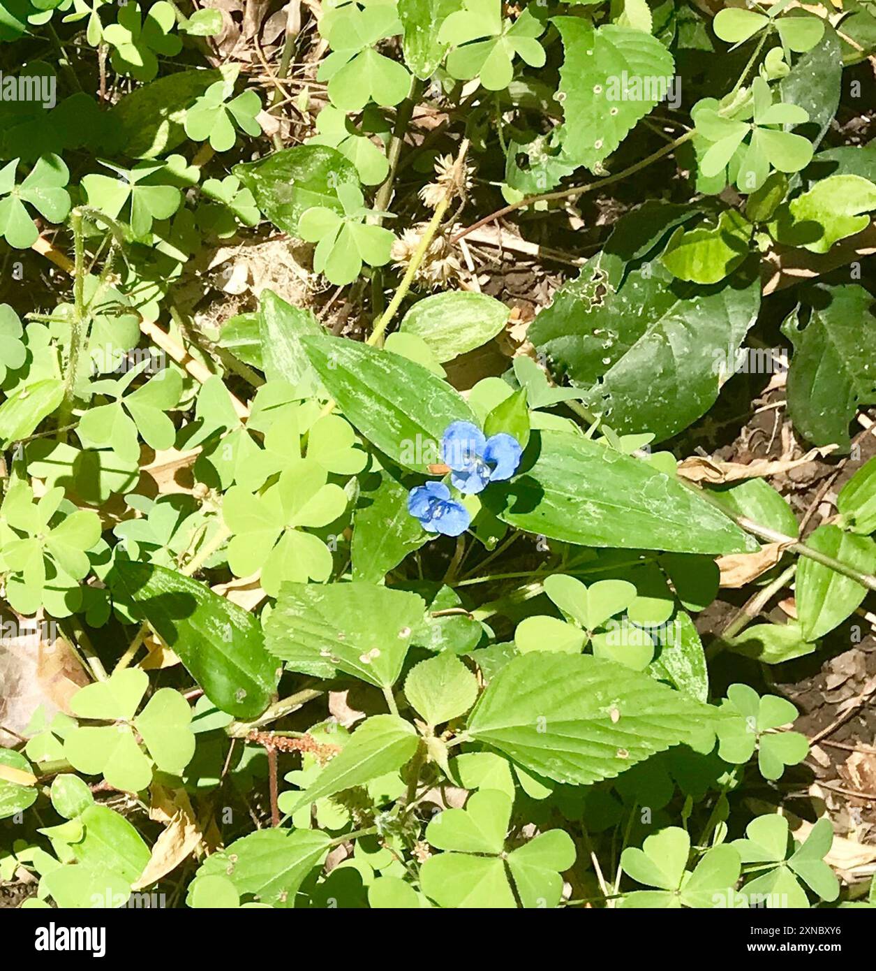 climbing dayflower (Commelina diffusa) Plantae Stock Photo - Alamy