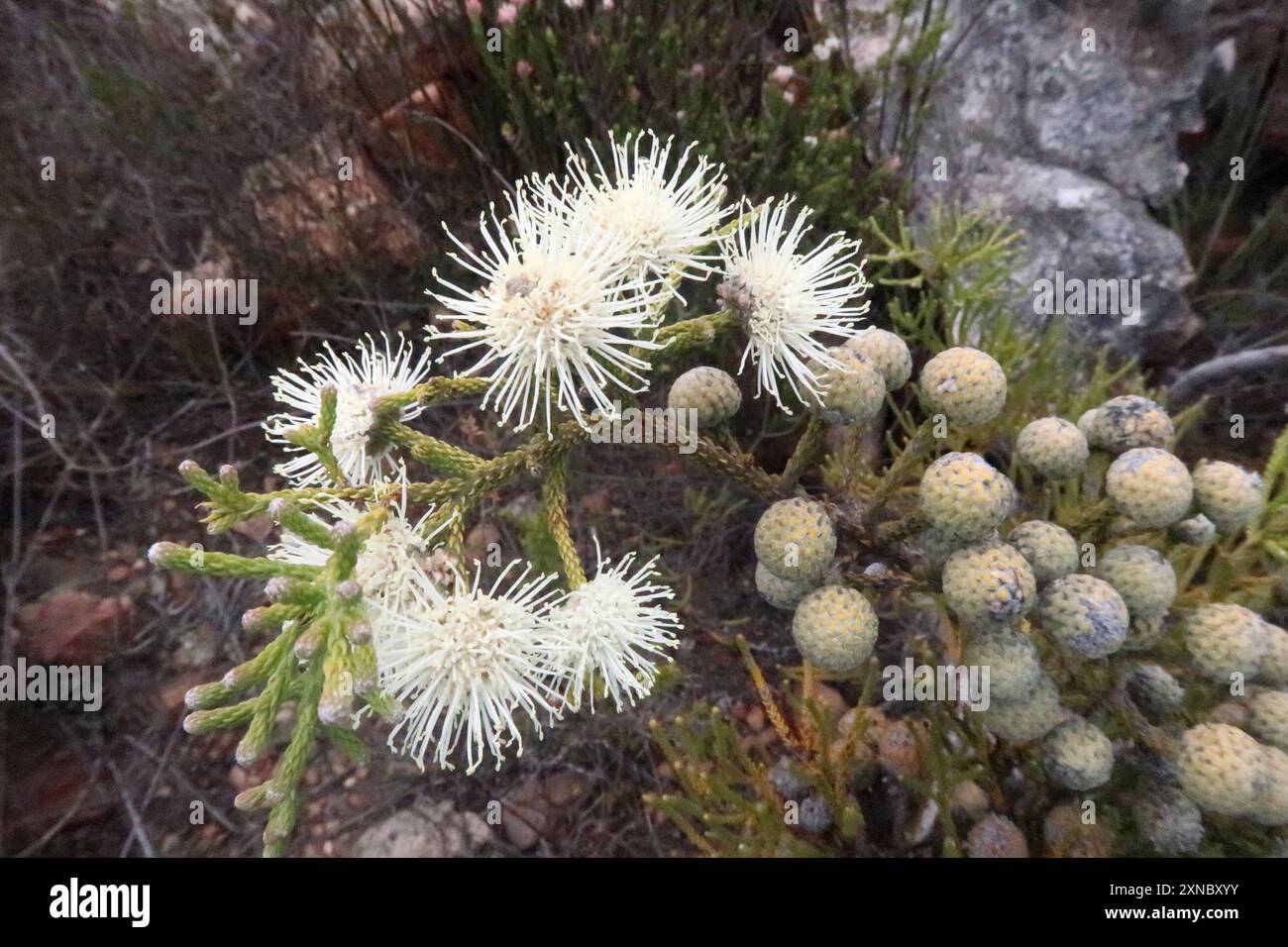 Cone Stompie (Brunia noduliflora) Plantae Stock Photo - Alamy