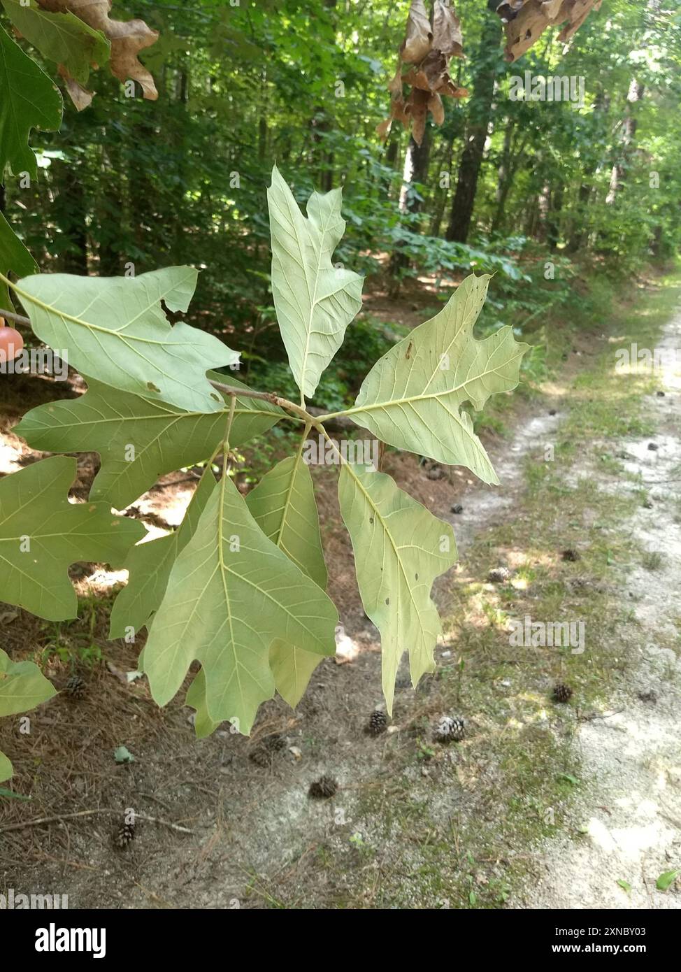 southern red oak (Quercus falcata) Plantae Stock Photo - Alamy