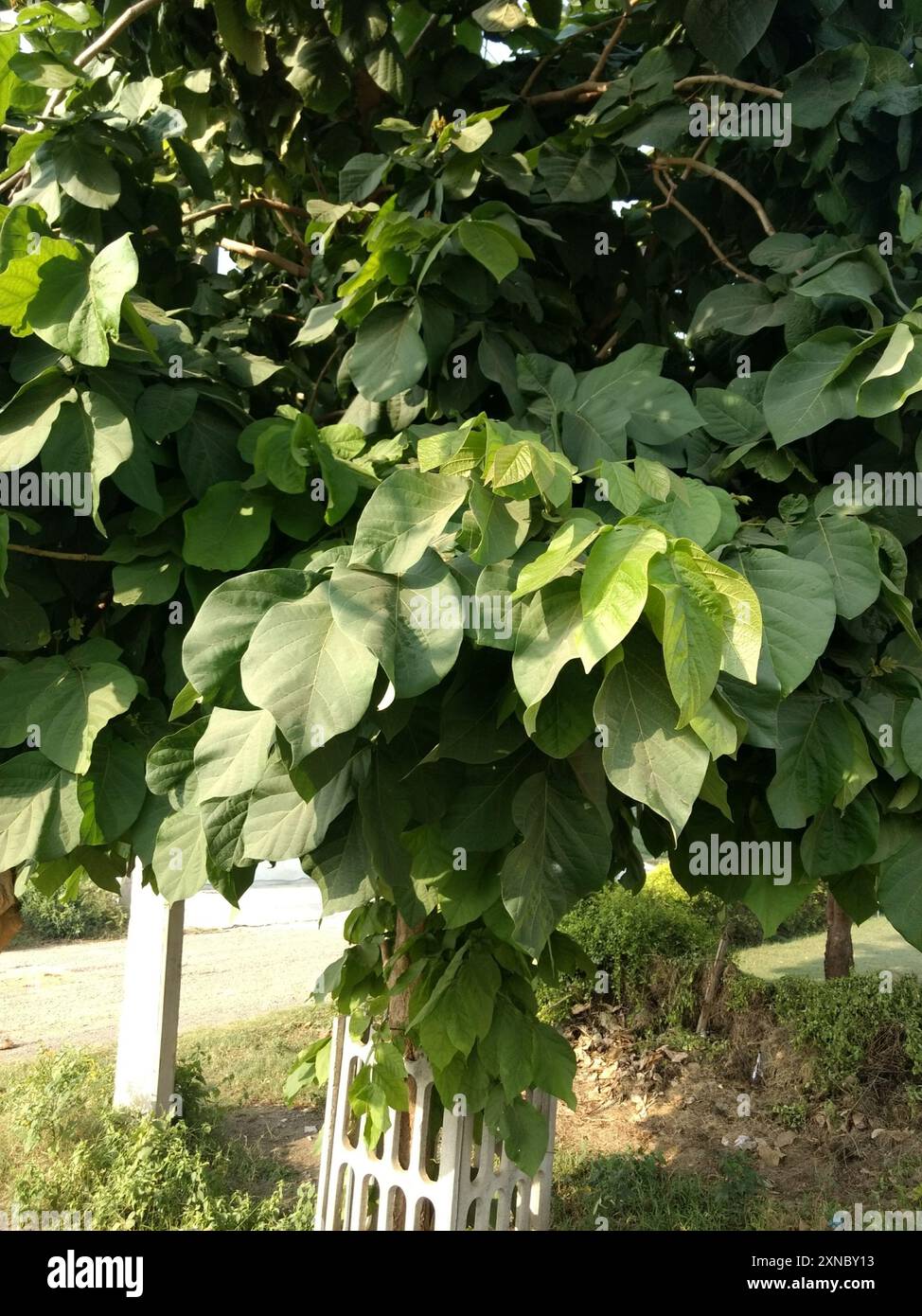 (Fernandoa adenophylla) Plantae Stock Photo - Alamy