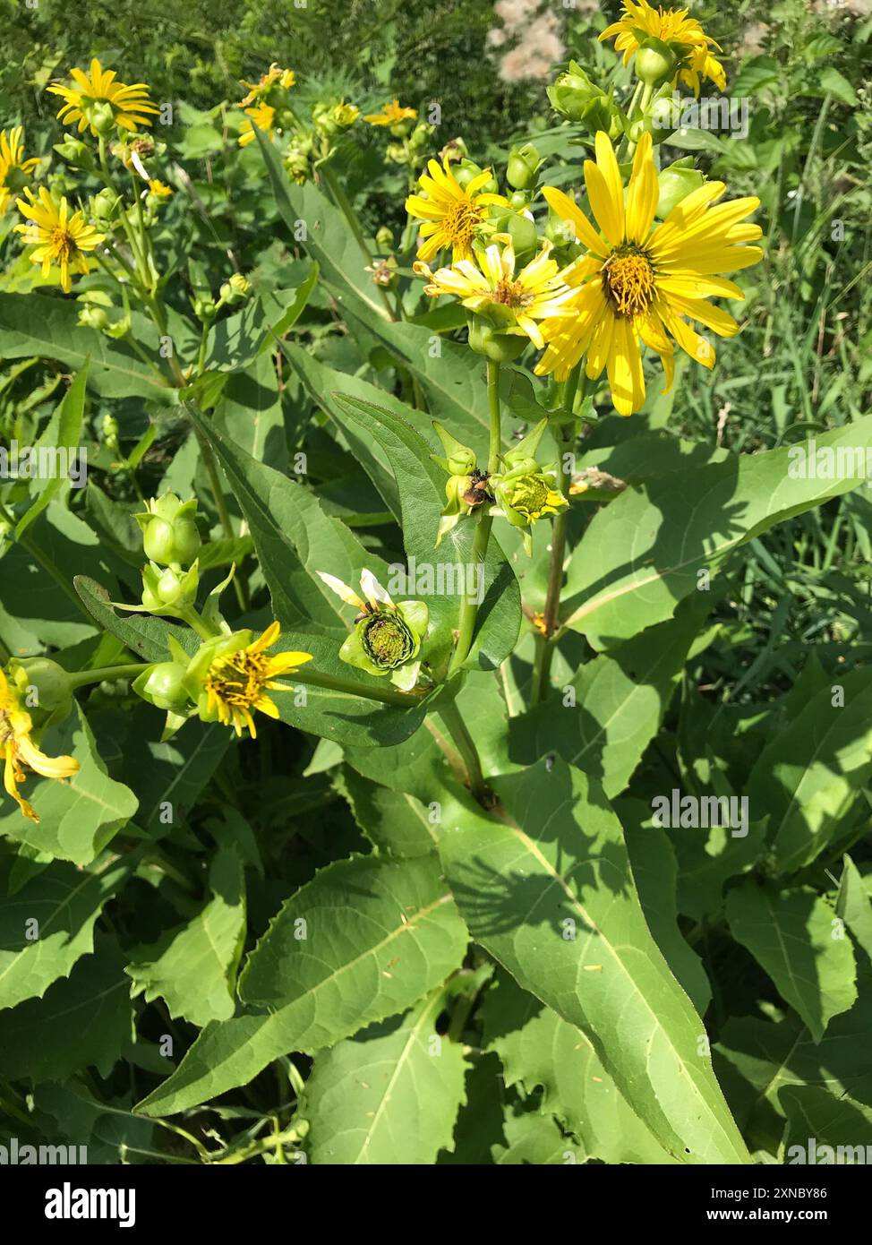 cup plant (Silphium perfoliatum) Plantae Stock Photo - Alamy