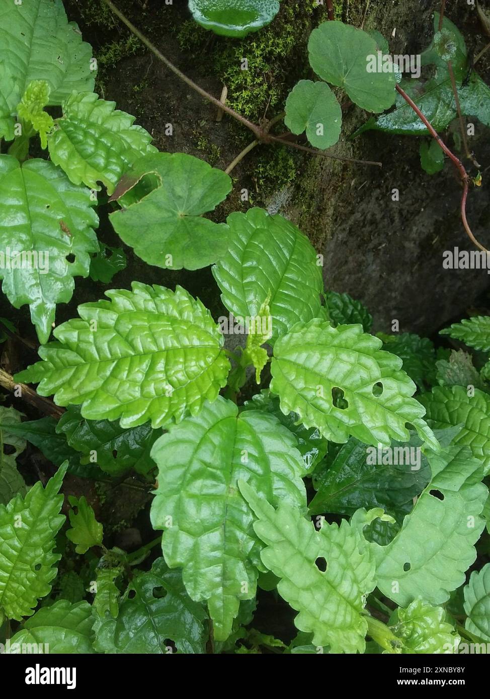 nettle family (Urticaceae) Plantae Stock Photo - Alamy