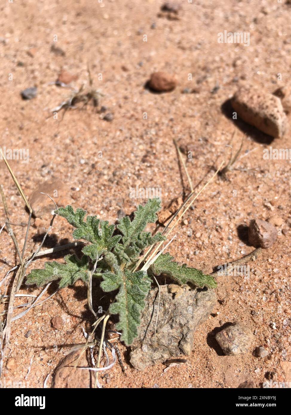 spear globemallow (Sphaeralcea hastulata) Plantae Stock Photo - Alamy