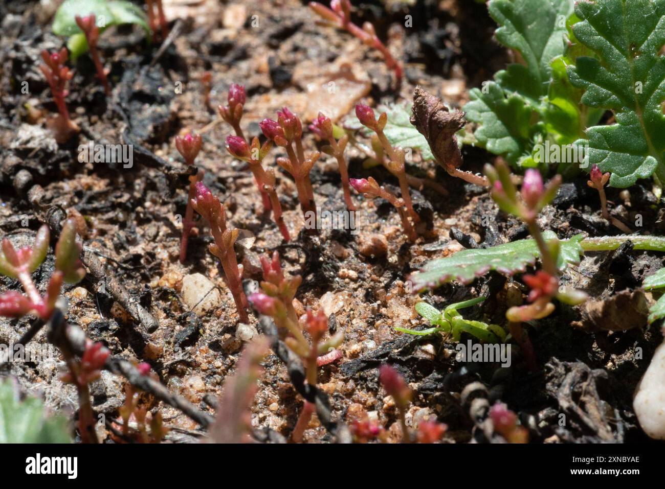 Aquatic pygmyweed (Crassula aquatica) Plantae Stock Photo - Alamy