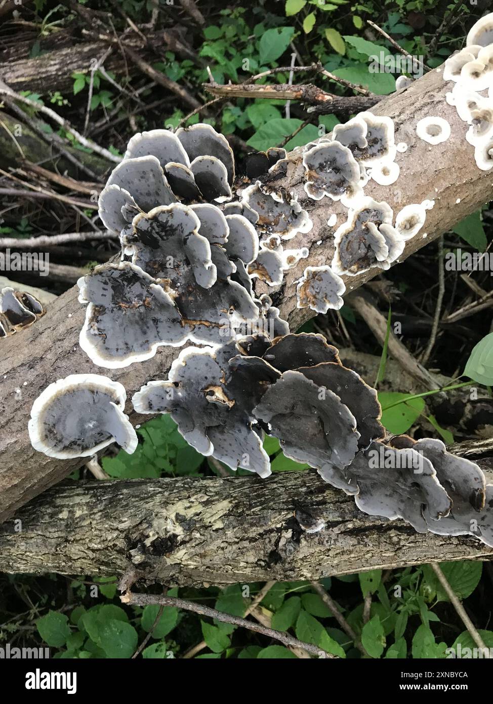 Smoky polypore (Bjerkandera adusta) Fungi Stock Photo - Alamy