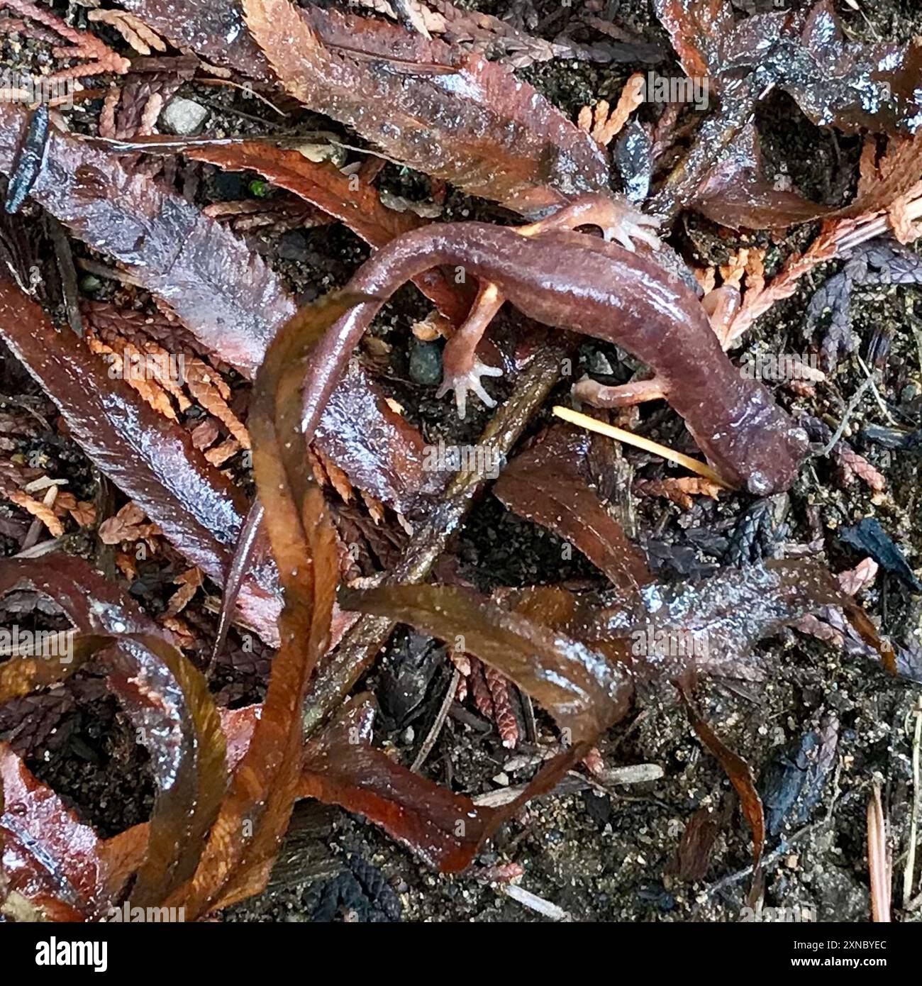 Ensatina (Ensatina eschscholtzii) Amphibia Stock Photo - Alamy
