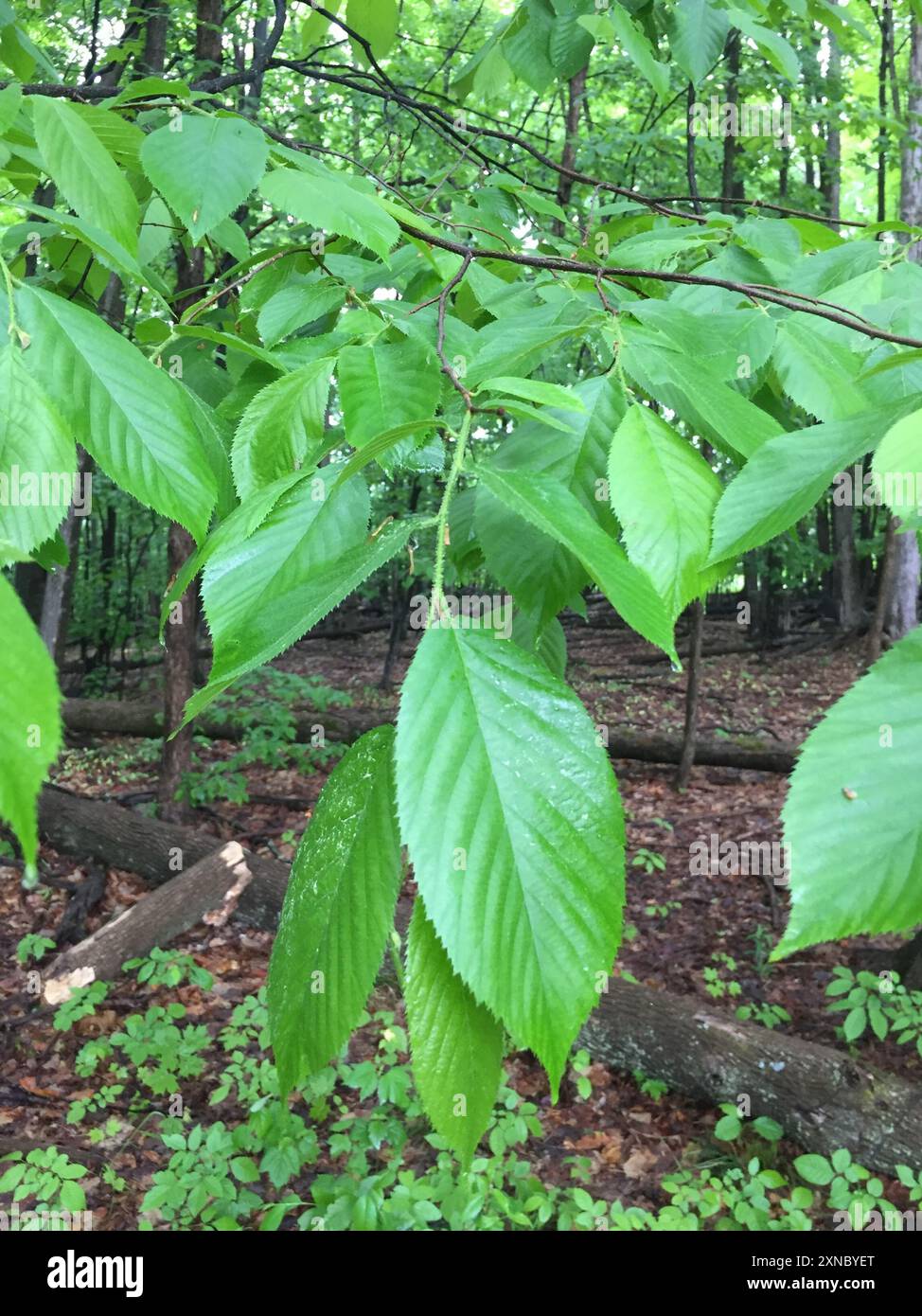 American hophornbeam (Ostrya virginiana) Plantae Stock Photo - Alamy