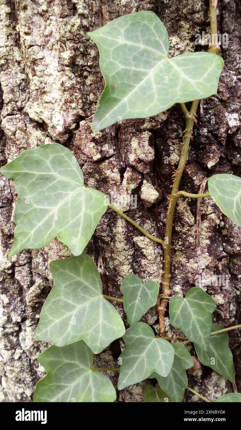 Japanese Ivy (Hedera rhombea) Plantae Stock Photo - Alamy