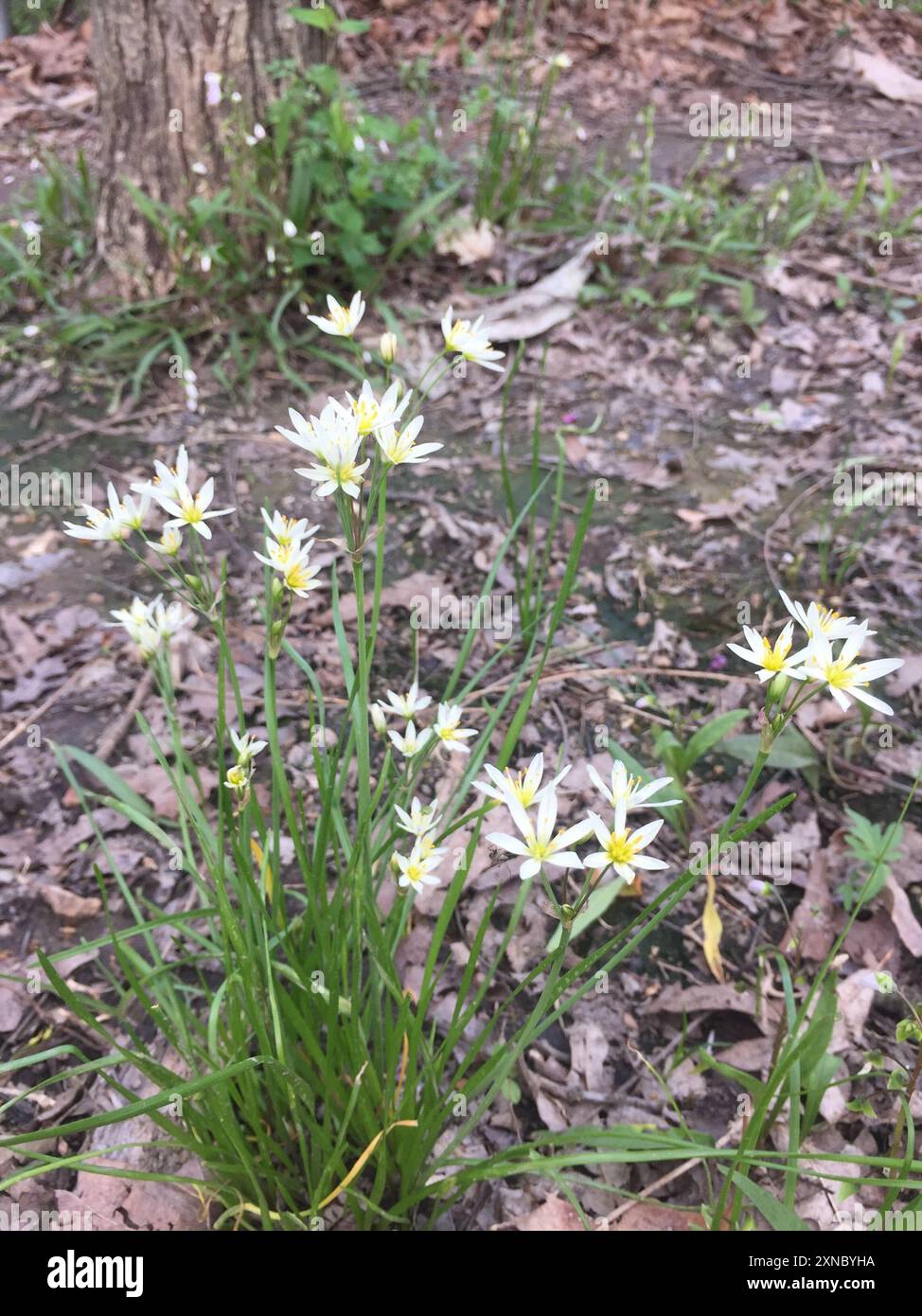 crowpoison (Nothoscordum bivalve) Plantae Stock Photo - Alamy