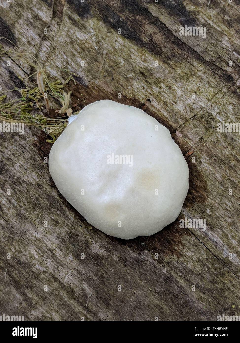 False Puffball (Reticularia lycoperdon) Protozoa Stock Photo - Alamy
