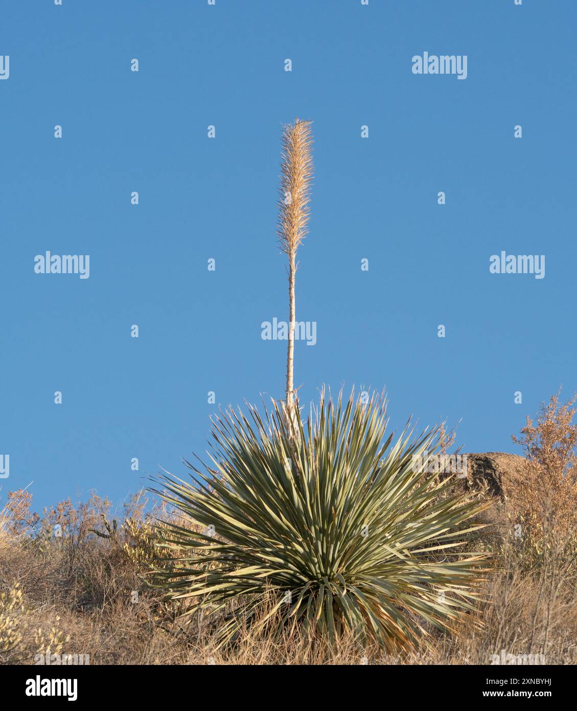 Wheeler sotol (Dasylirion wheeleri) Plantae Stock Photo - Alamy