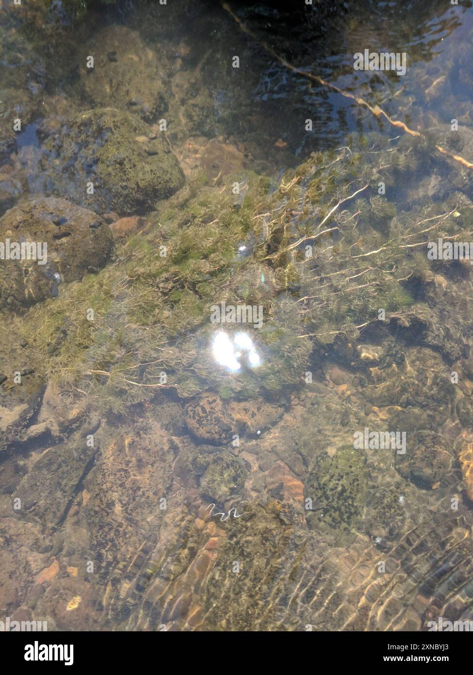 coontail (Ceratophyllum demersum) Plantae Stock Photo - Alamy