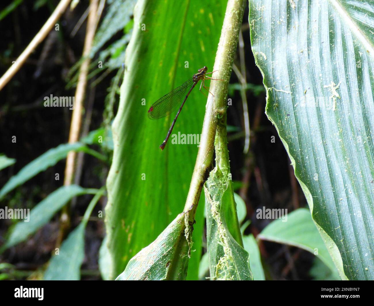 Damselflies (Zygoptera) Insecta Stock Photo - Alamy