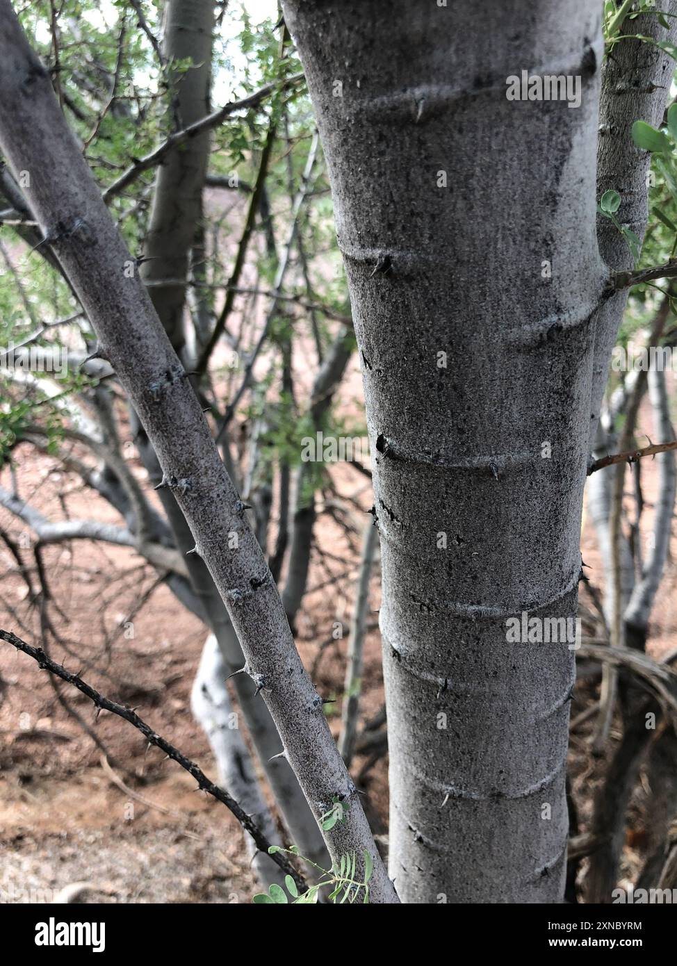desert ironwood (Olneya tesota) Plantae Stock Photo - Alamy