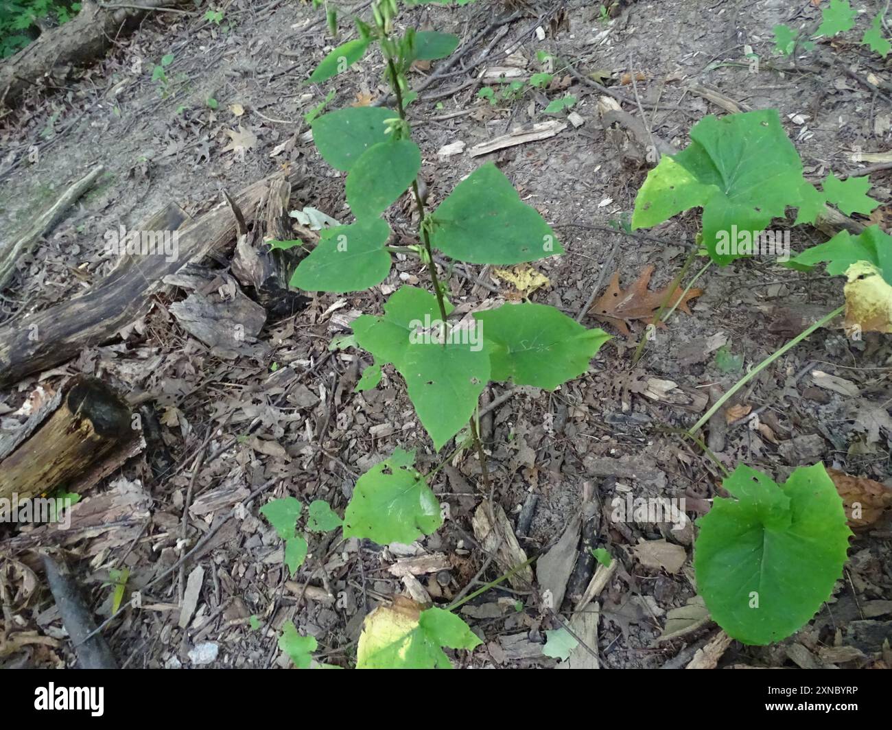 tall rattlesnake root (Nabalus altissimus) Plantae Stock Photo - Alamy