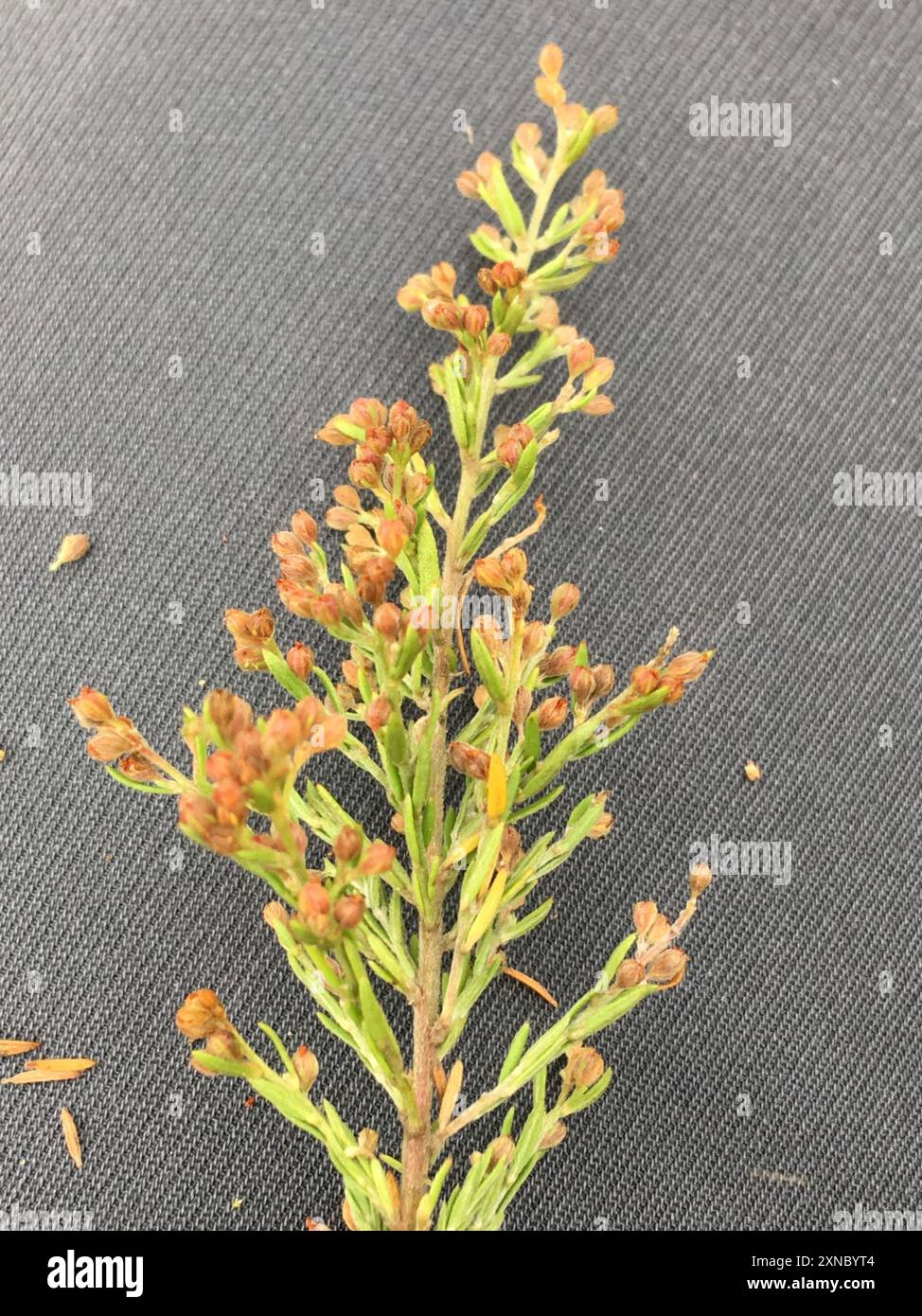plants (Plantae) Plantae Stock Photo - Alamy