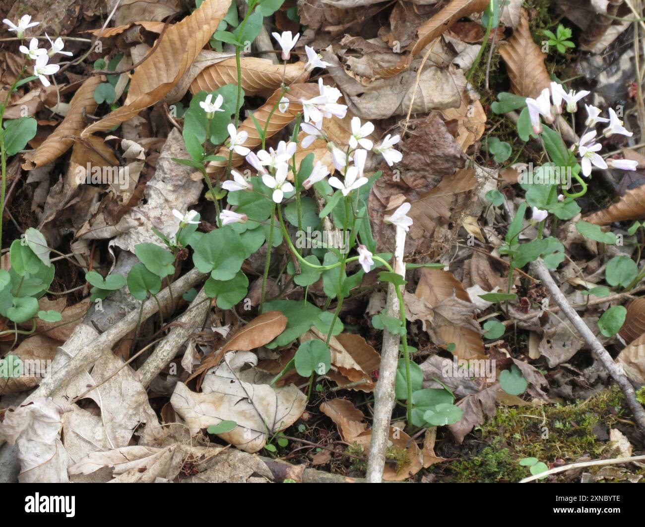 Purple Cress (Cardamine douglassii) Plantae Stock Photo - Alamy