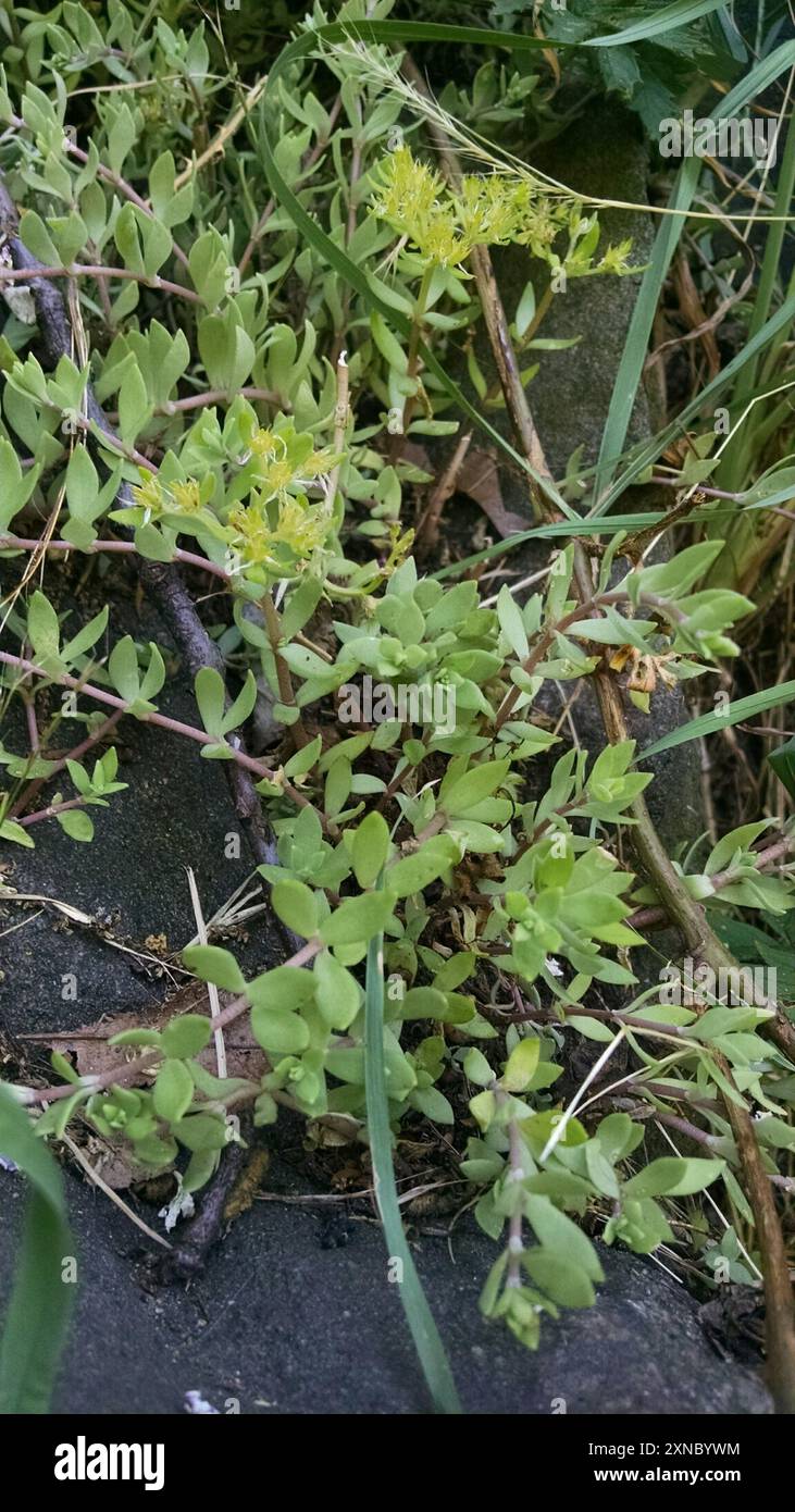 Stringy Stonecrop (Sedum sarmentosum) Plantae Stock Photo - Alamy