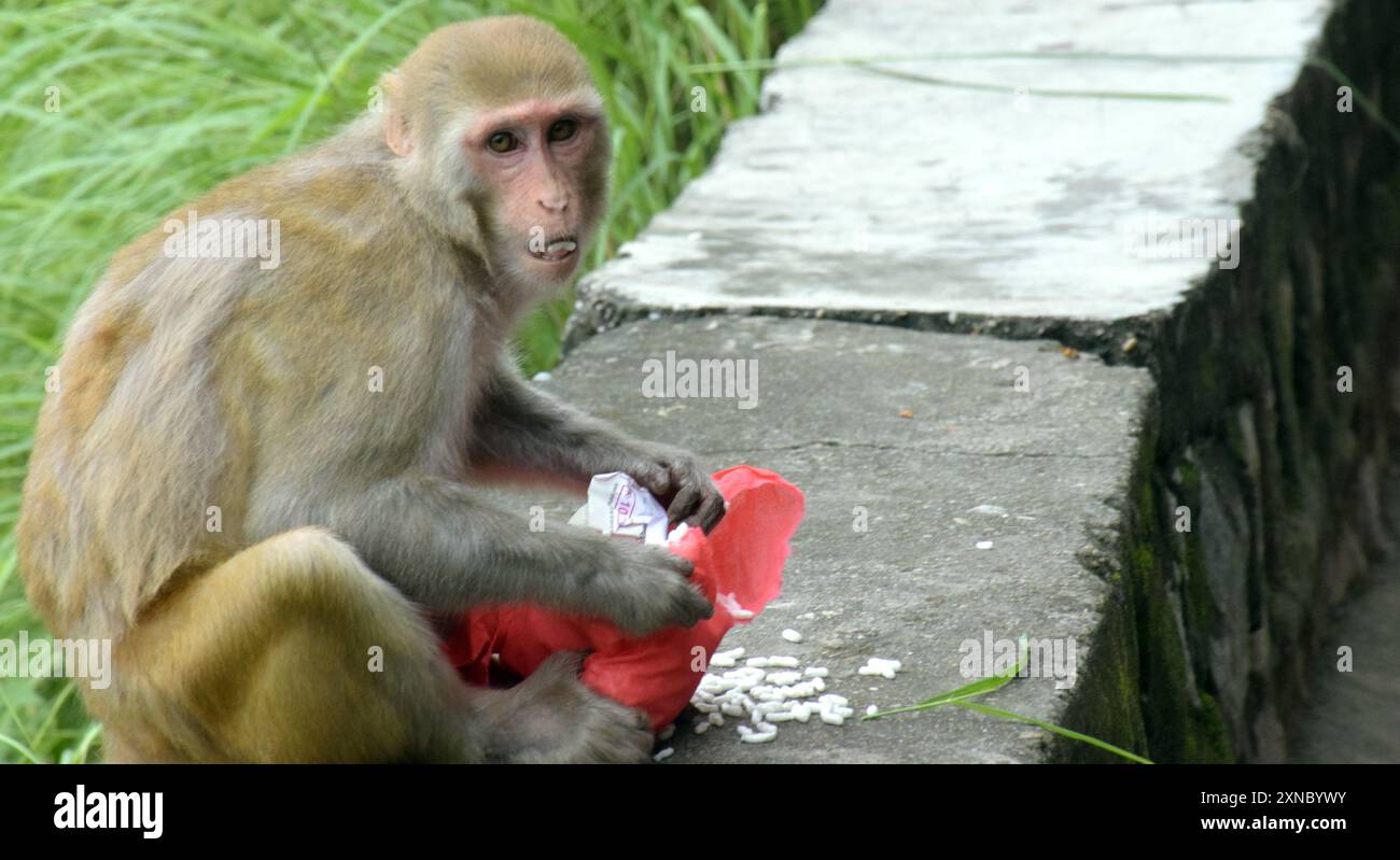 The red faced monkey is eating snacks. Macaque on the background of ...