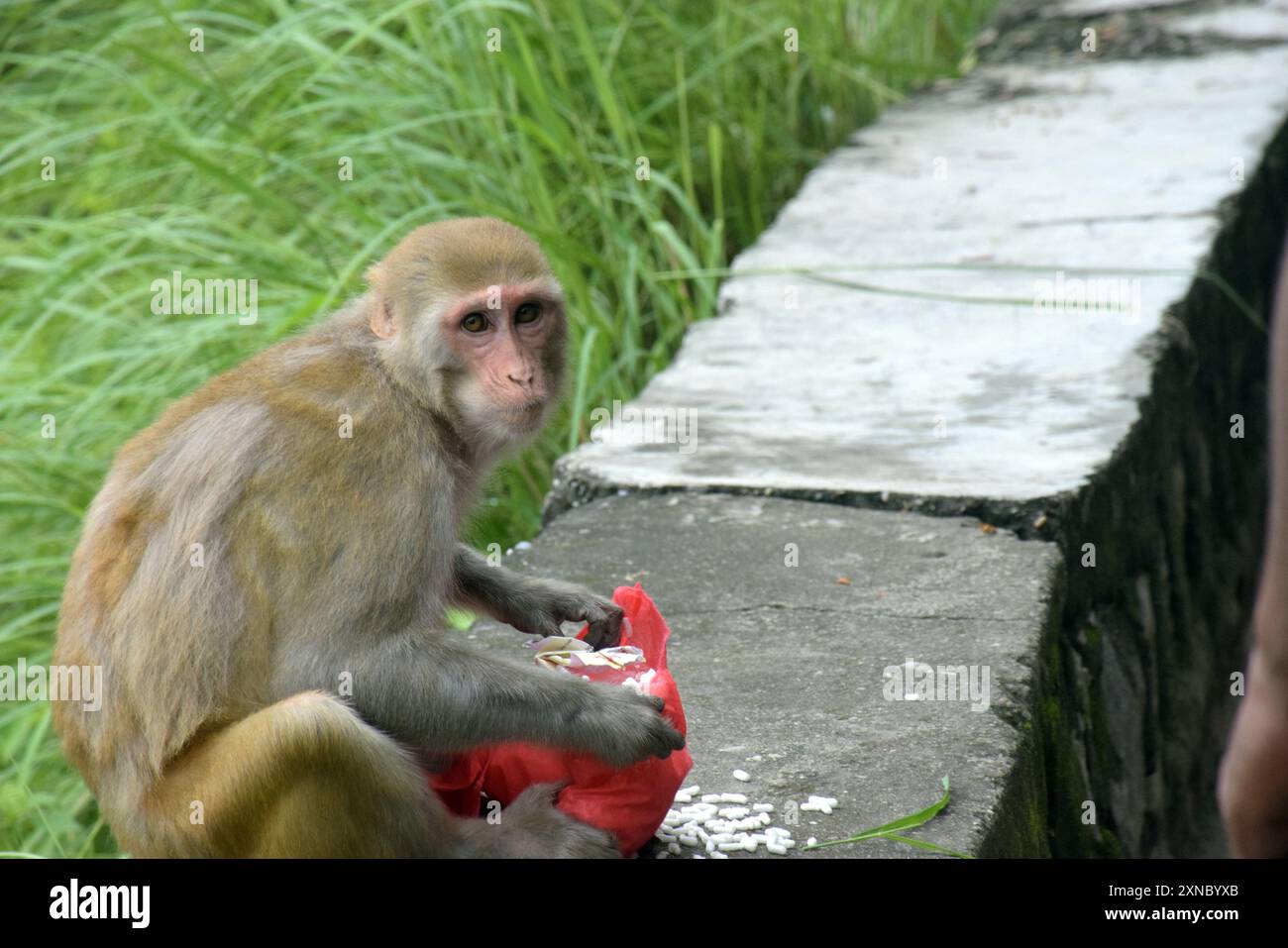 The red faced monkey is eating snacks. Macaque on the background of ...