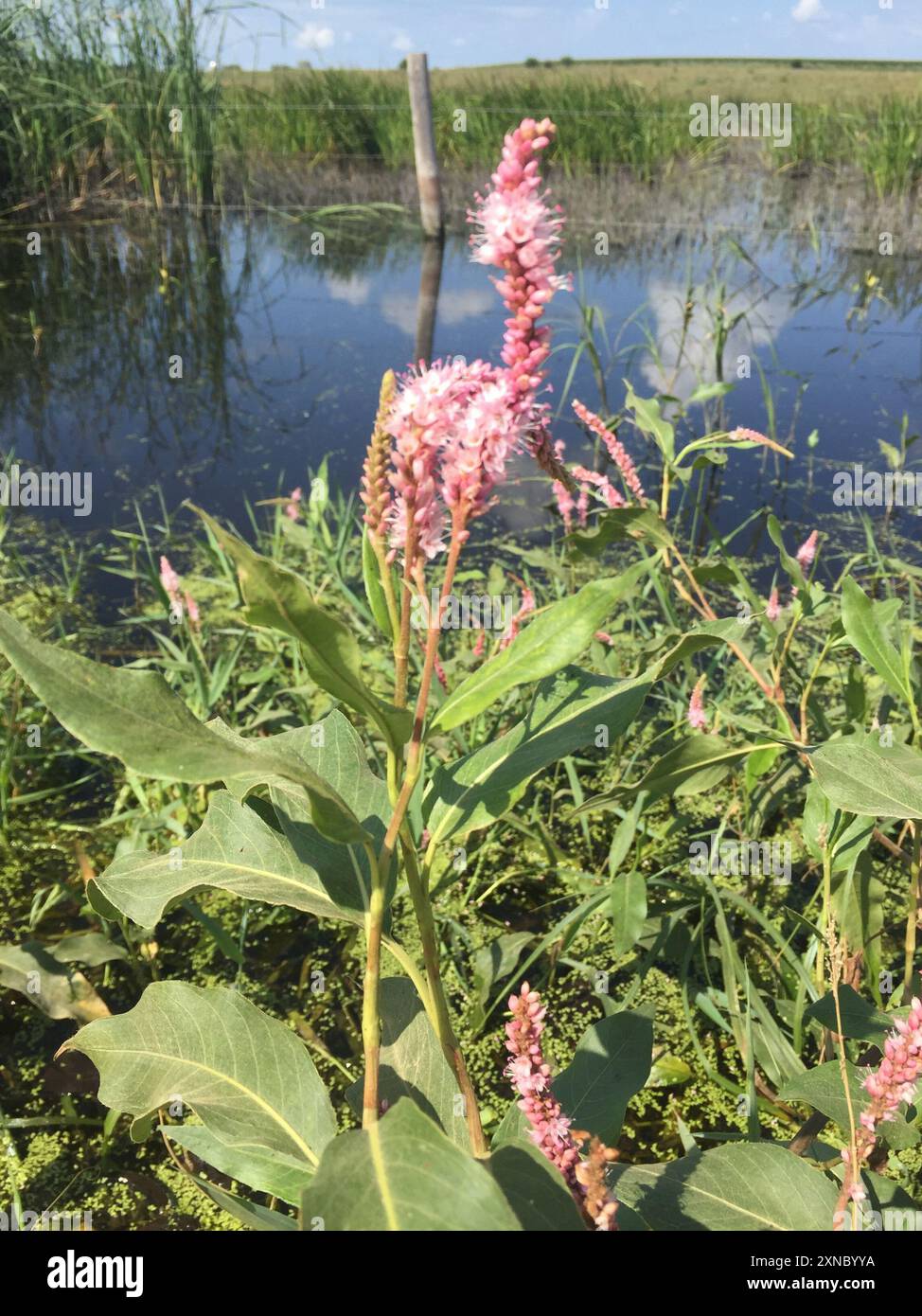 longroot smartweed (Persicaria amphibia emersa) Plantae Stock Photo - Alamy