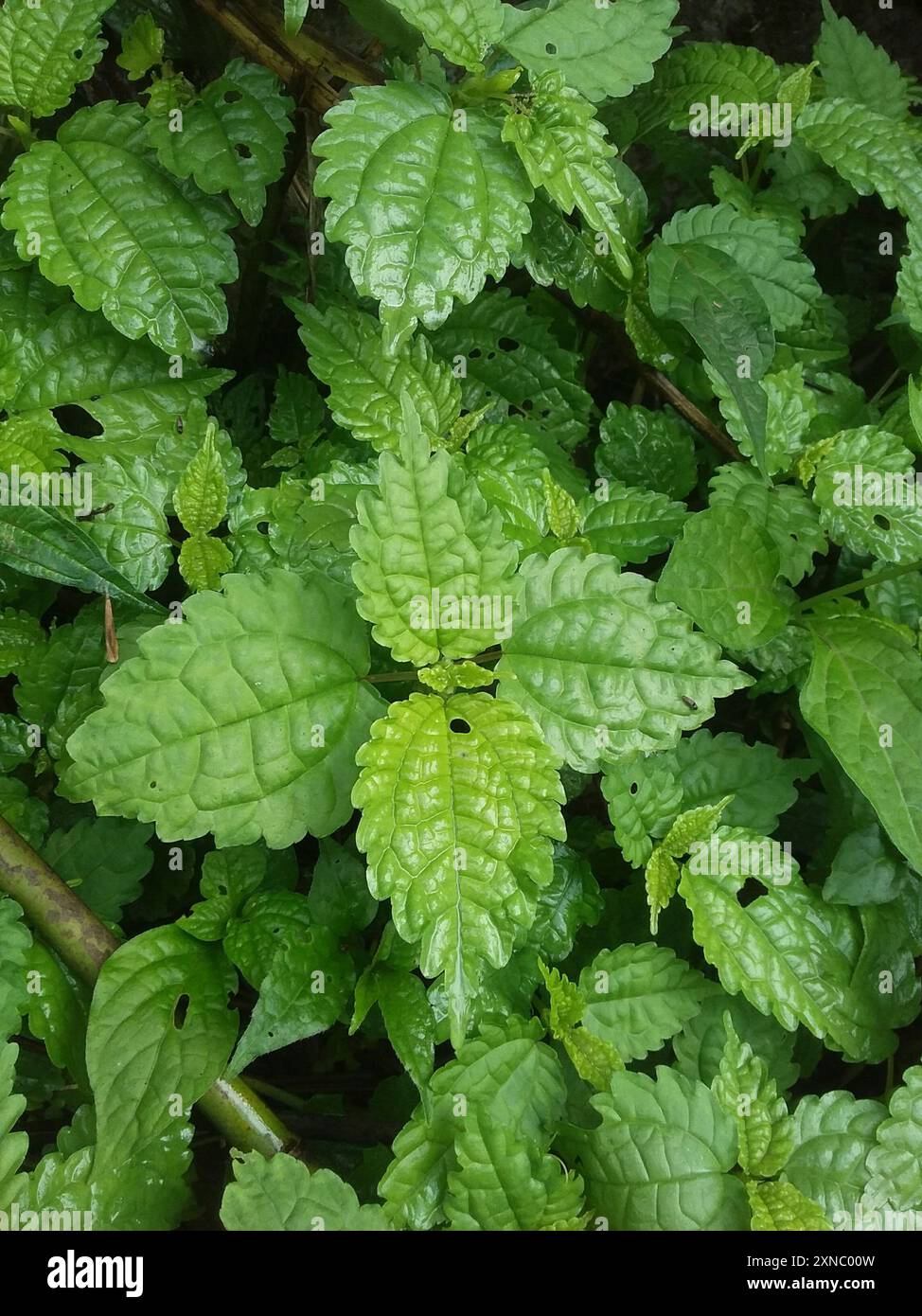 nettle family (Urticaceae) Plantae Stock Photo - Alamy
