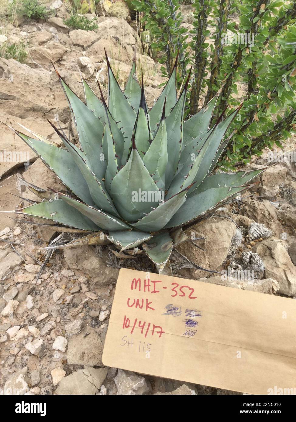 Parry's agave (Agave parryi) Plantae Stock Photo - Alamy