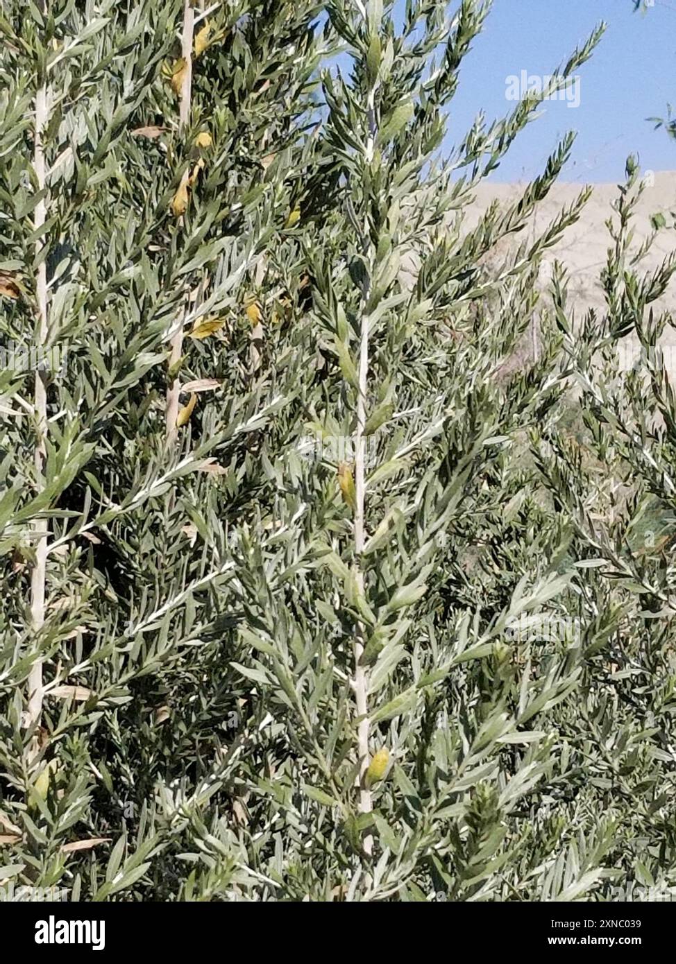 arrowweed (Pluchea sericea) Plantae Stock Photo - Alamy
