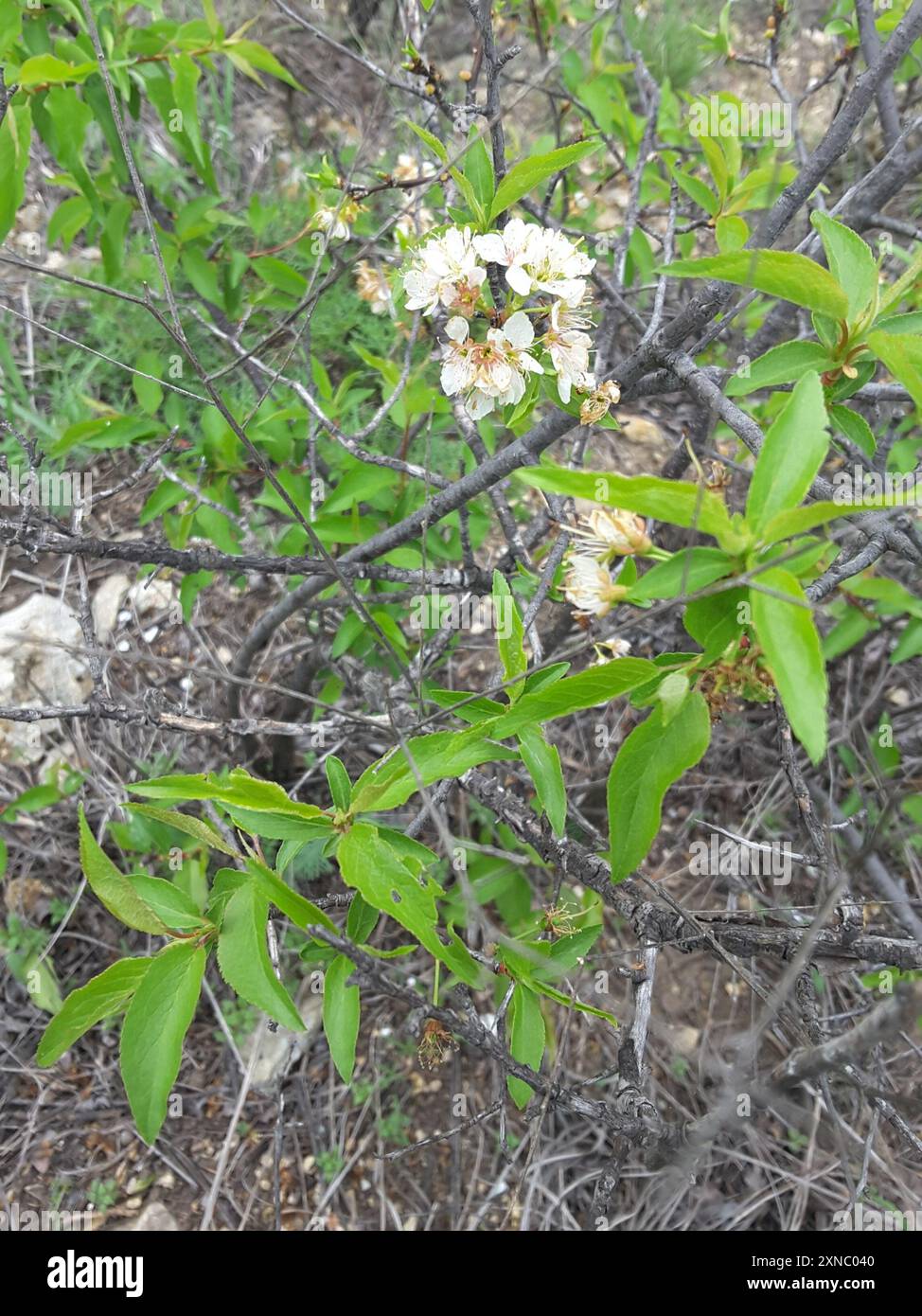 Creek plum (Prunus rivularis) Plantae Stock Photo - Alamy