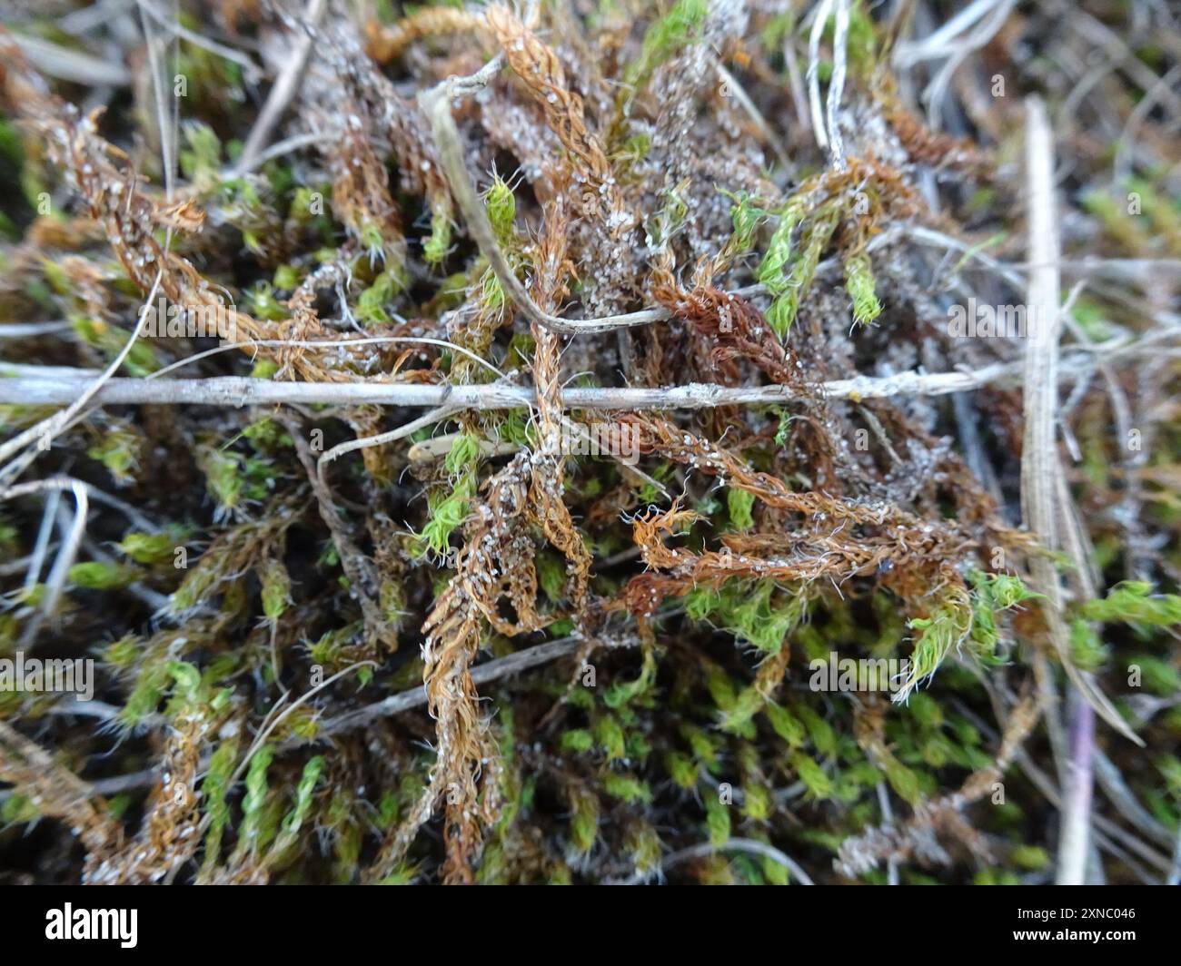 Sand-hill Screw-moss (Syntrichia ruraliformis) Plantae Stock Photo - Alamy
