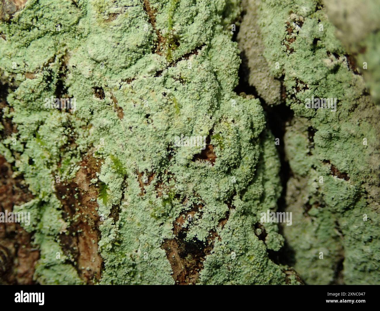 Fluffy Dust Lichen (Lepraria finkii) Fungi Stock Photo - Alamy