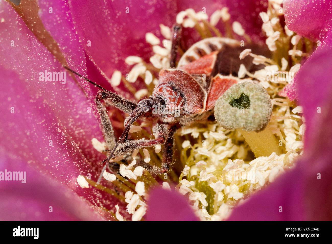 Plains Bee Assassin (Apiomerus spissipes) Insecta Stock Photo - Alamy