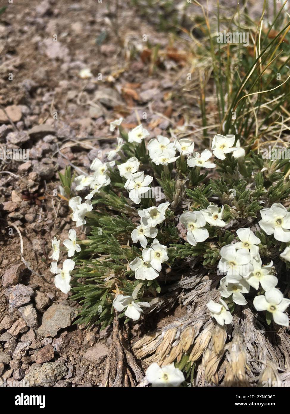 dwarf phlox (Phlox condensata) Plantae Stock Photo - Alamy