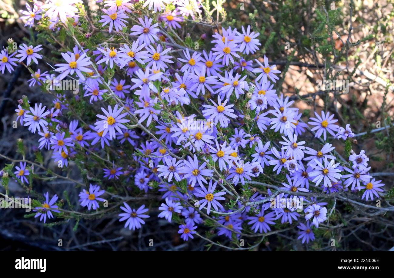 Common Fine Felicia (Felicia filifolia filifolia) Plantae Stock Photo ...