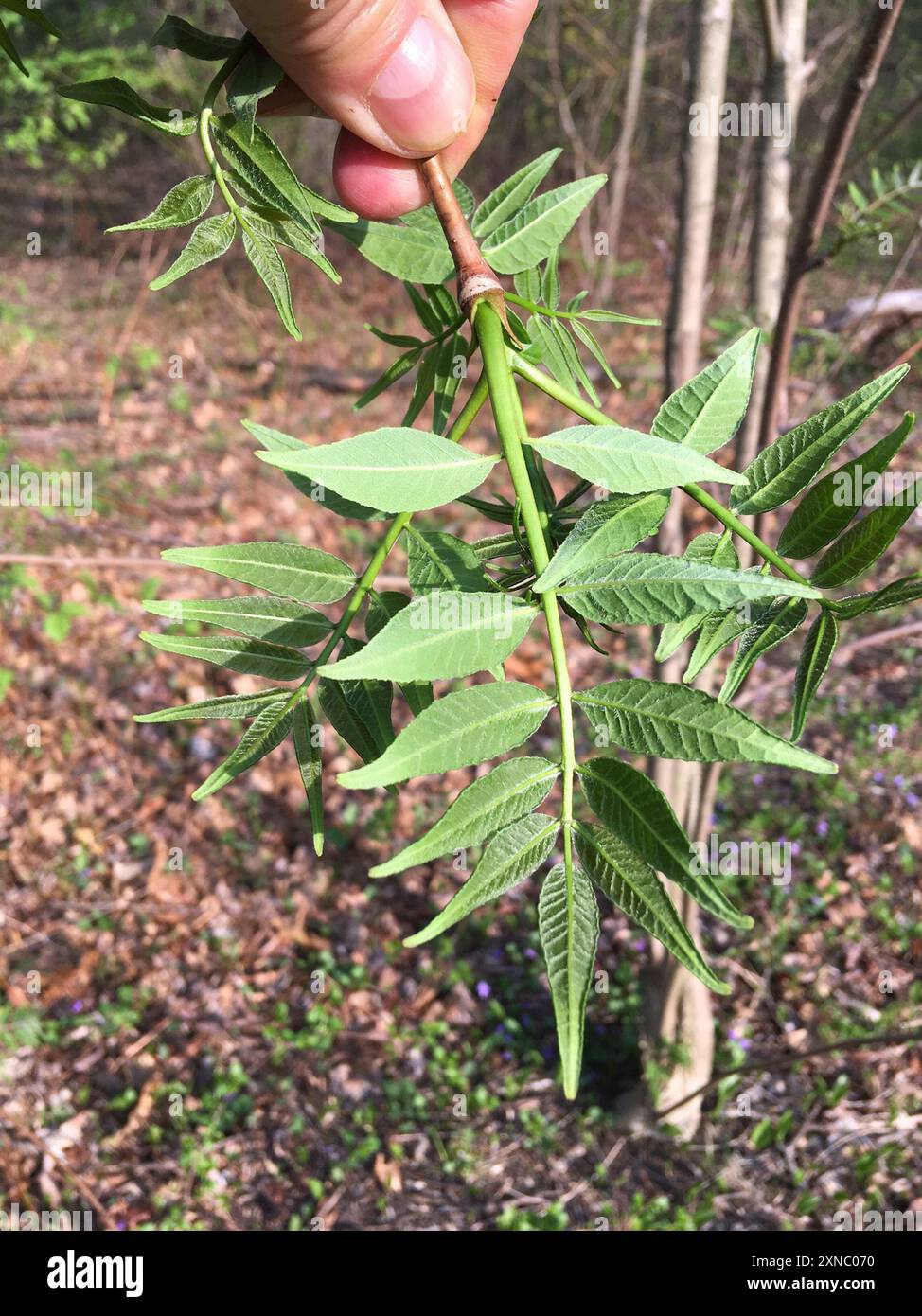 Amur Corktree (Phellodendron amurense) Plantae Stock Photo - Alamy