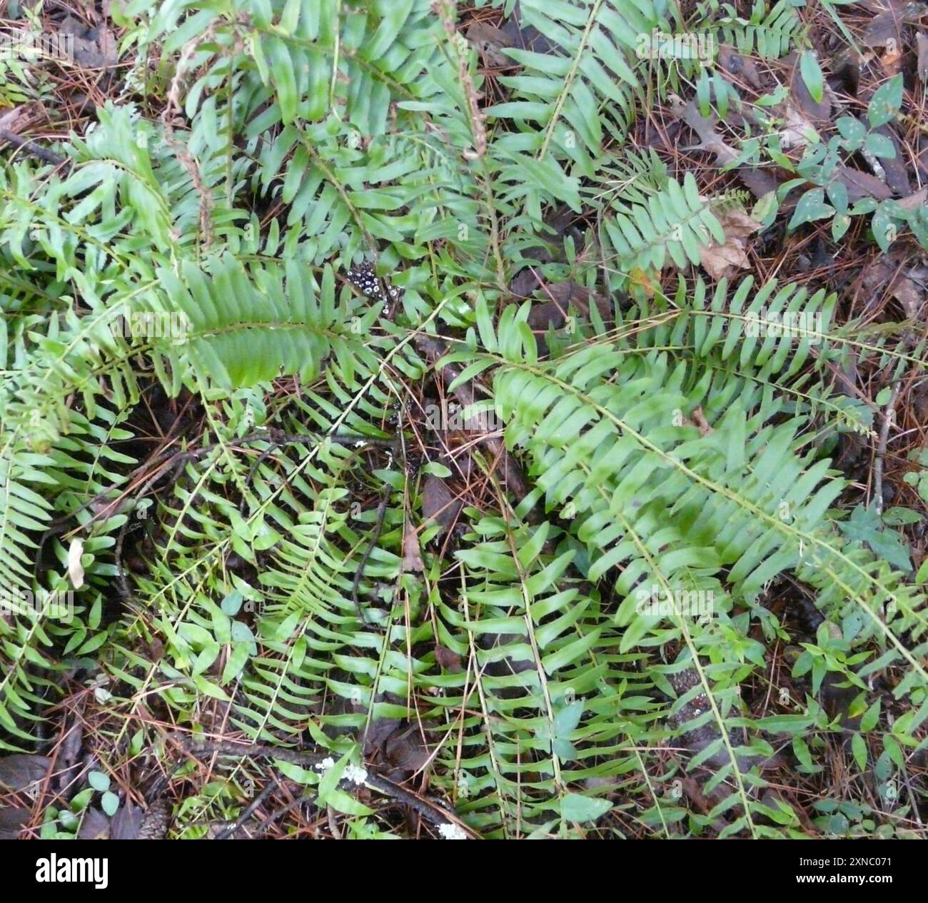 Christmas fern (Polystichum acrostichoides) Plantae Stock Photo - Alamy