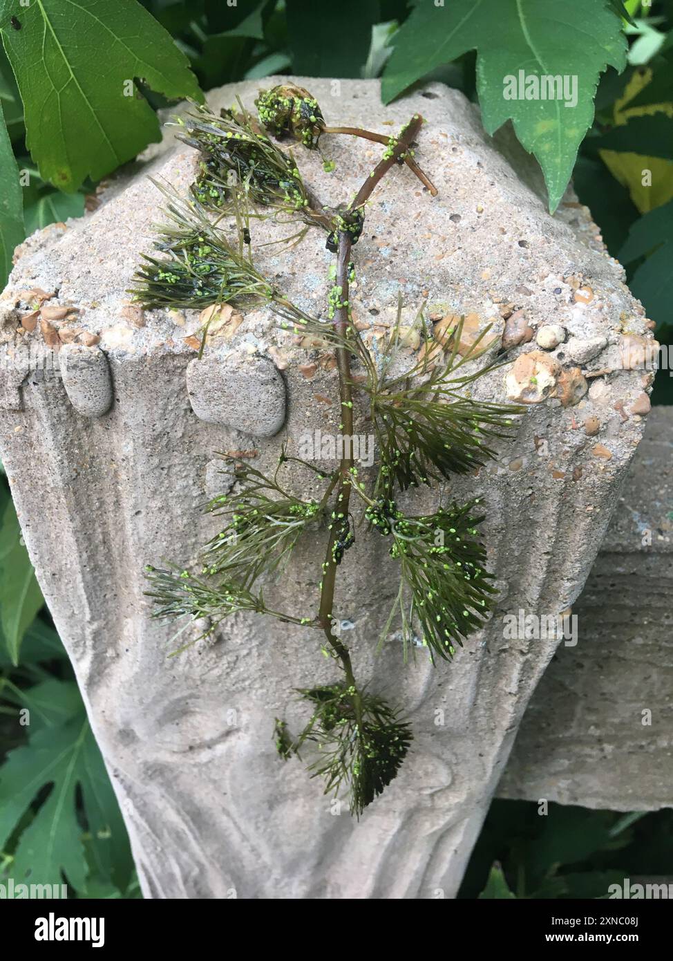Carolina Fanwort (Cabomba caroliniana) Plantae Stock Photo - Alamy