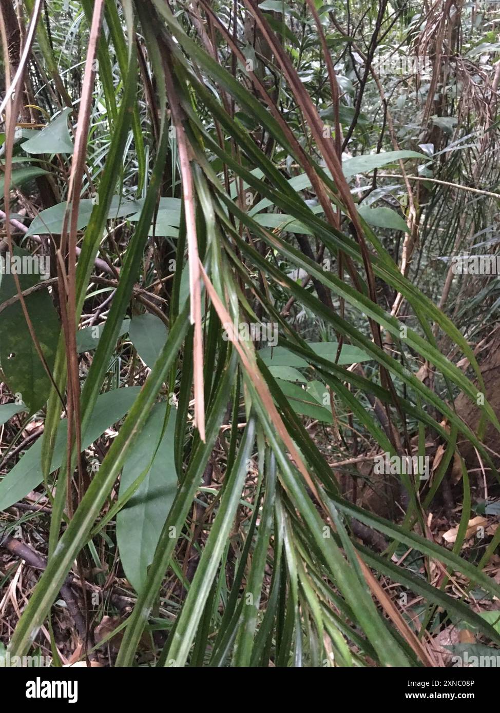 Rattan palms (Calamus) Plantae Stock Photo - Alamy