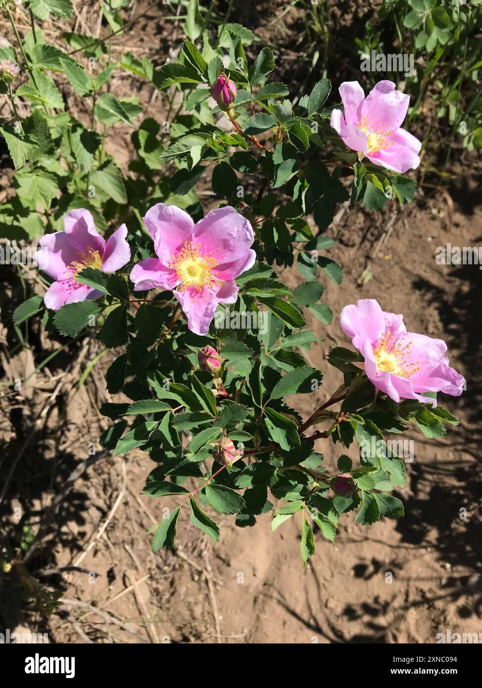 Nootka rose (Rosa nutkana) Plantae Stock Photo - Alamy