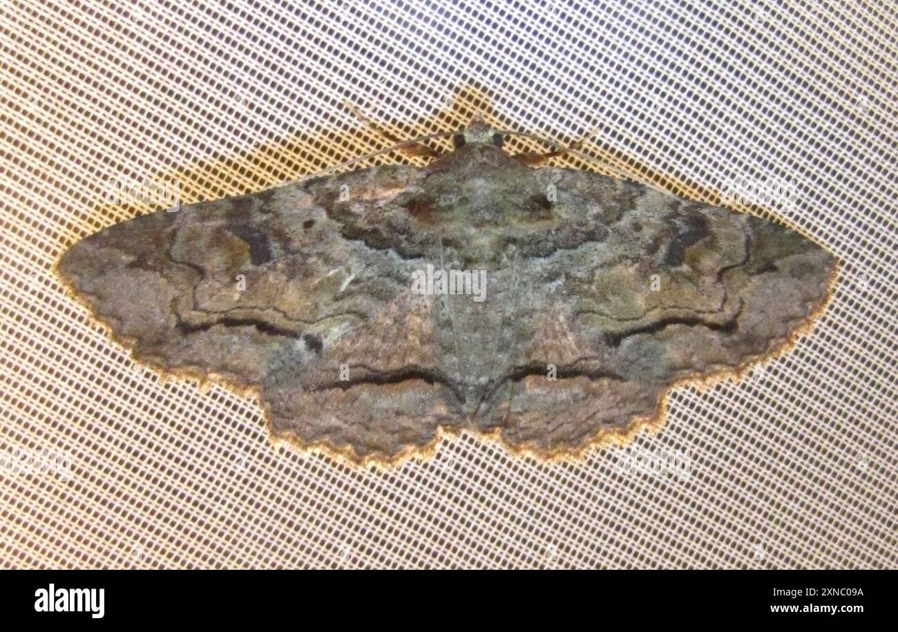 Maple Zale Moth (Zale galbanata) Insecta Stock Photo - Alamy