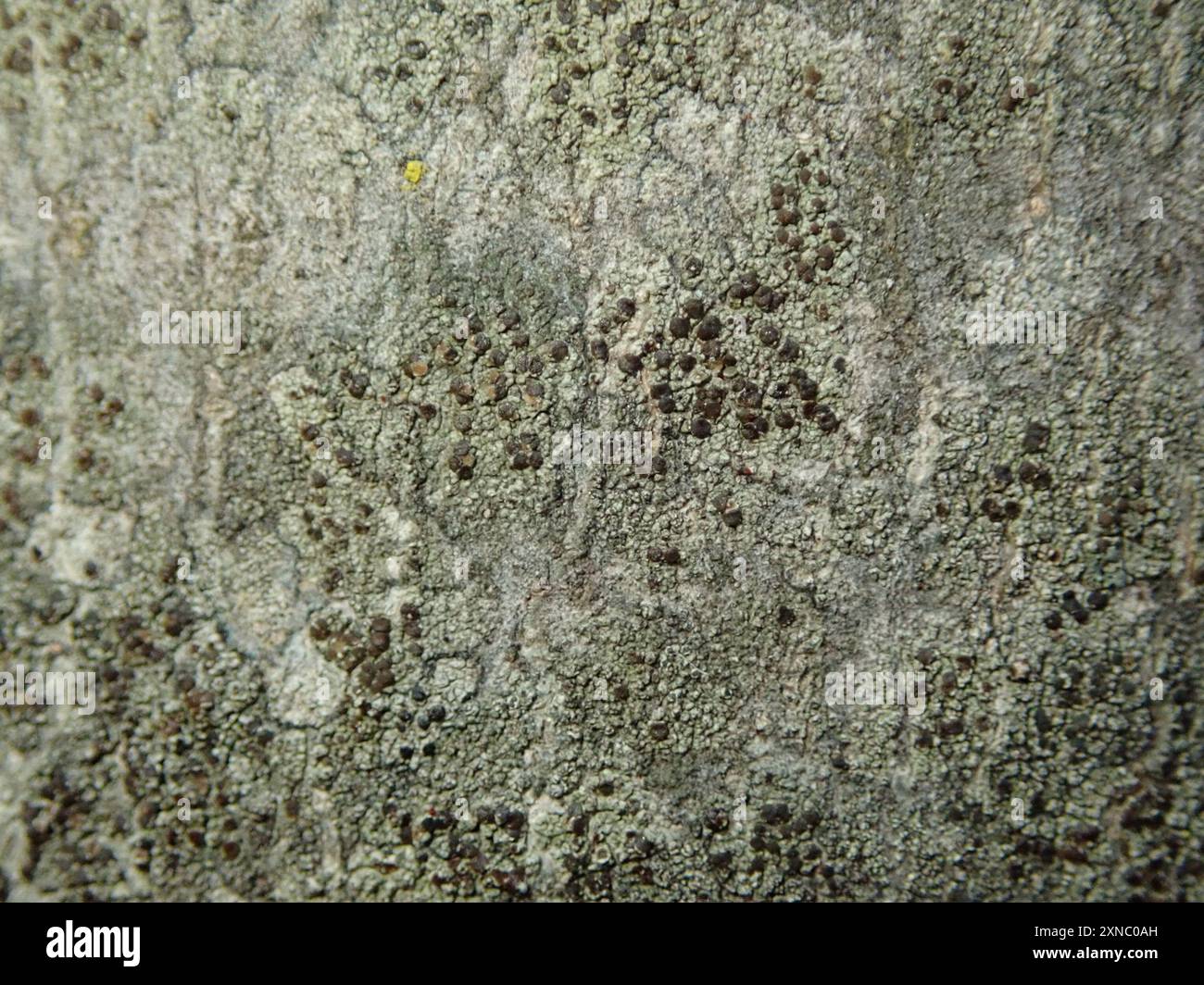 Variable Brown Dotlets (Lecidea varians) Fungi Stock Photo - Alamy