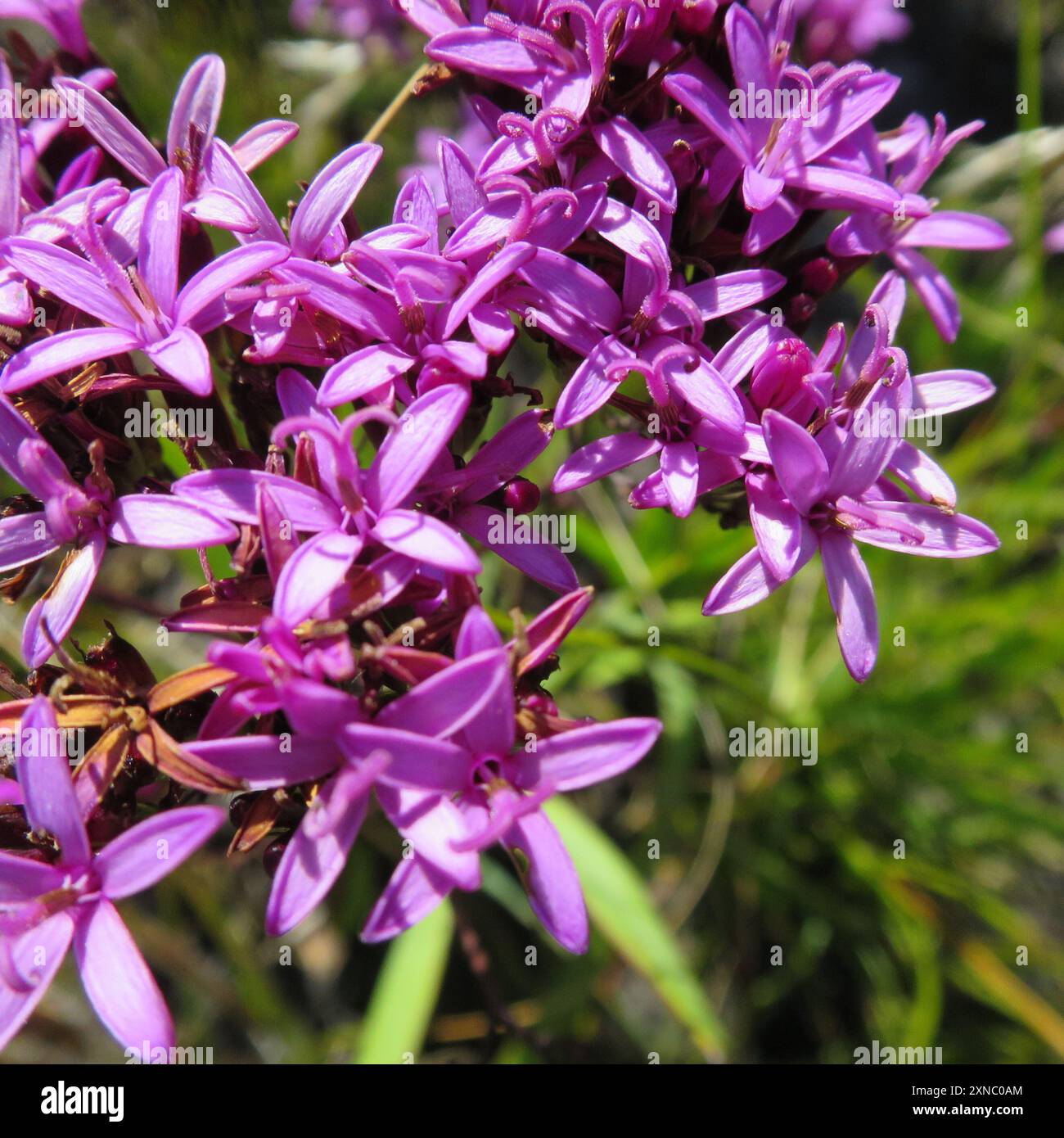 (Corymbium africanum africanum) Plantae Stock Photo - Alamy