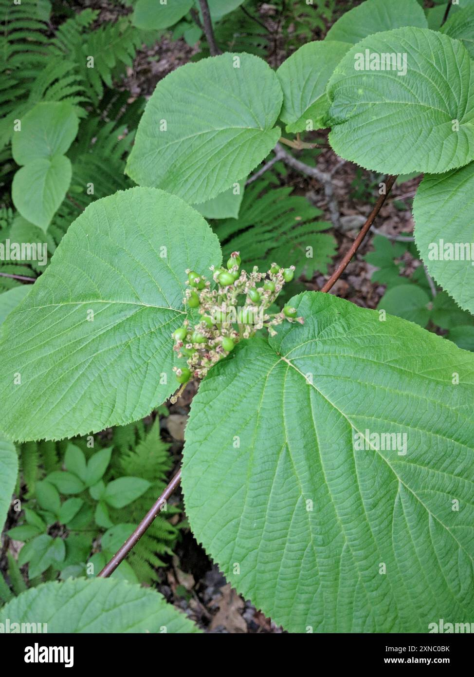 hobblebush (Viburnum lantanoides) Plantae Stock Photo - Alamy