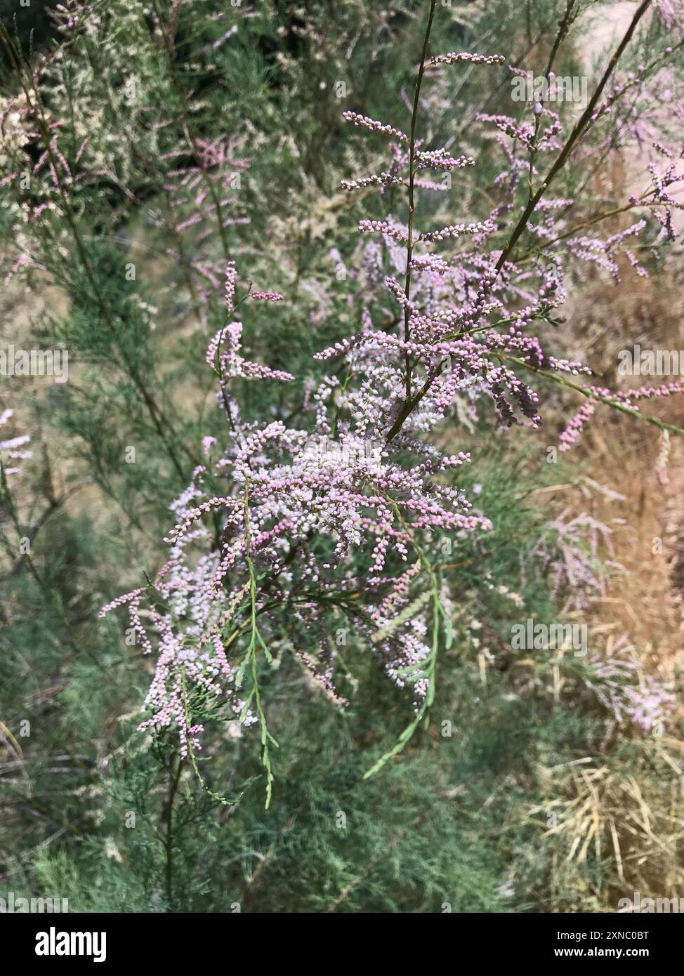Tamarisks (Tamarix) Plantae Stock Photo - Alamy