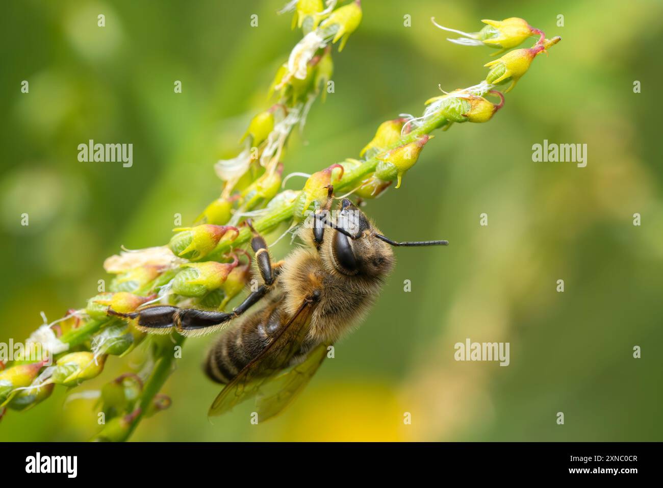 Honey Bee - Apis mellifera, common popular eusocial flying insect ...