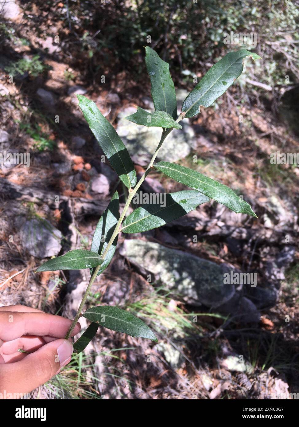 silverleaf oak (Quercus hypoleucoides) Plantae Stock Photo - Alamy