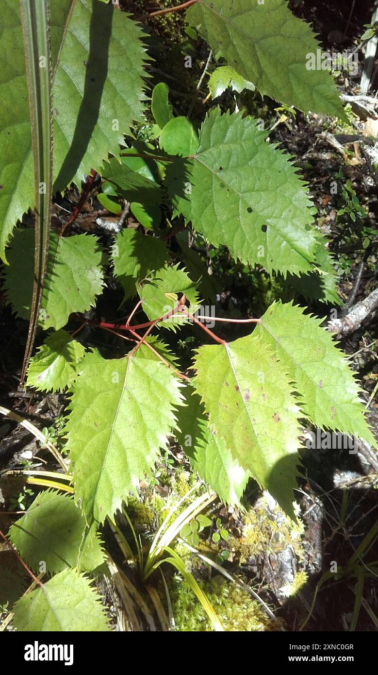 Wineberry (Aristotelia serrata) Plantae Stock Photo - Alamy