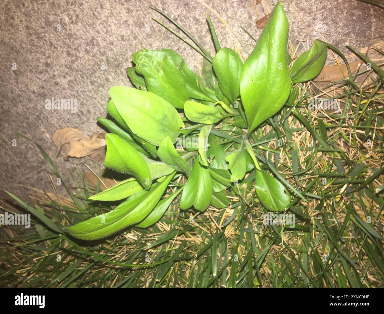 vascular plants (Tracheophyta) Plantae Stock Photo - Alamy